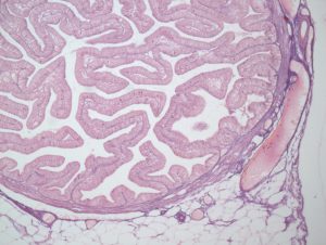 Tuba Uterina | Atlas Virtual de Histologia