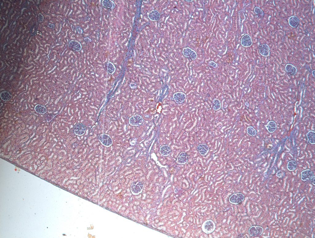 Rim | Atlas Virtual de Histologia