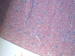 Rim | Atlas Virtual de Histologia