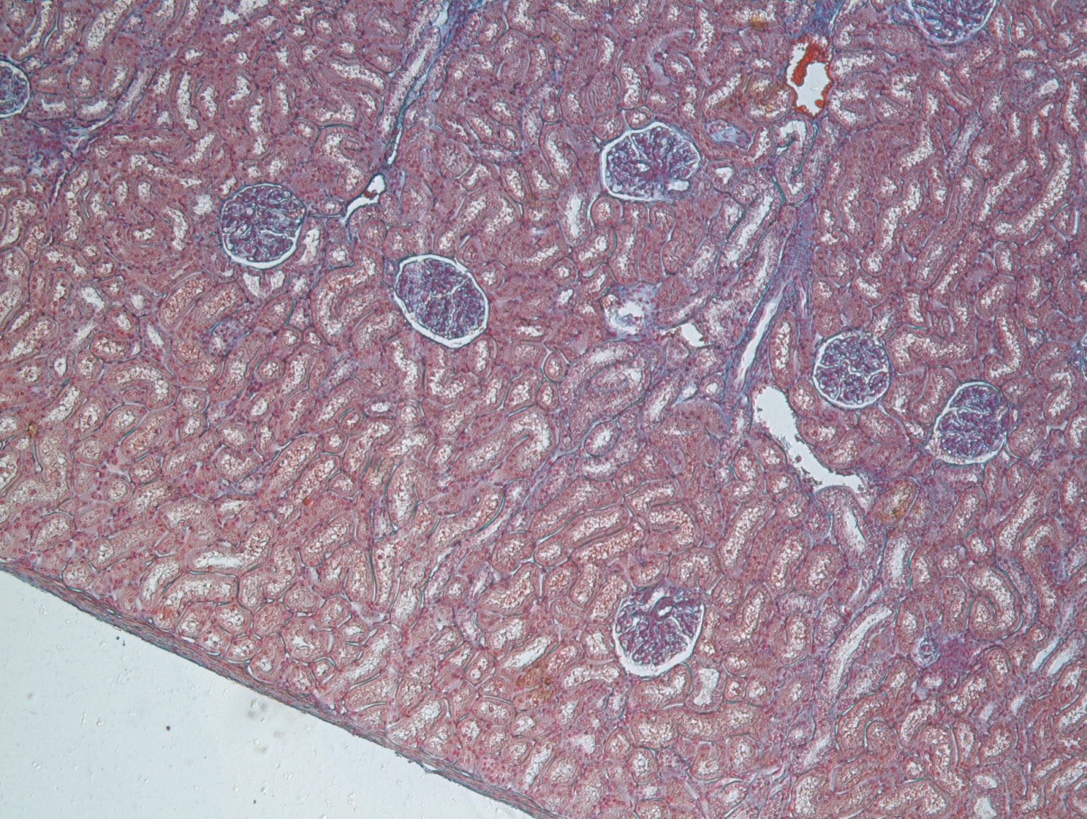 Rim | Atlas Virtual de Histologia