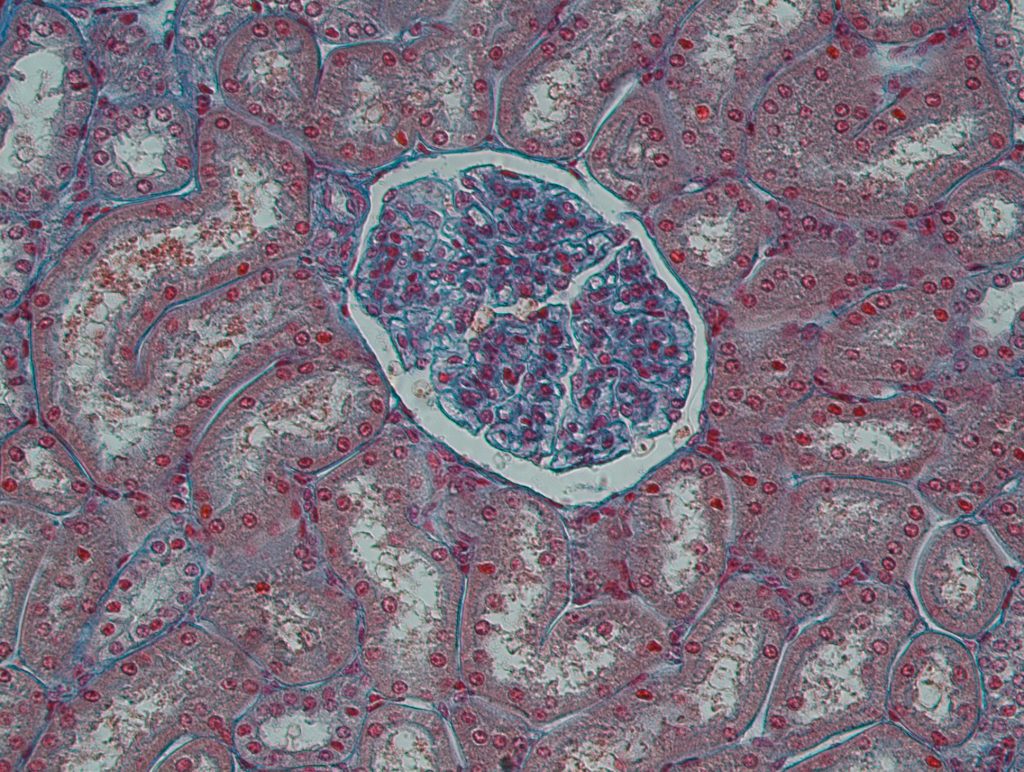 Rim | Atlas Virtual de Histologia