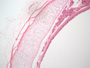 Traqueia | Atlas Virtual de Histologia