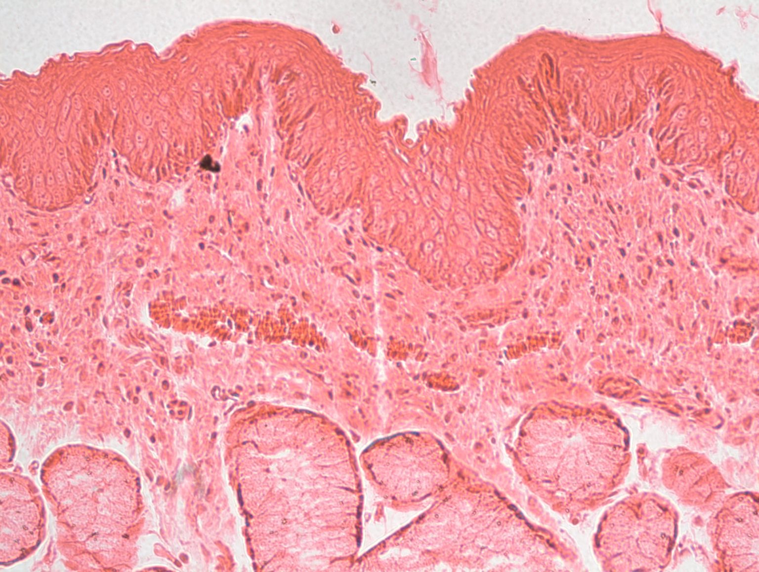 Esôfago | Atlas Virtual de Histologia