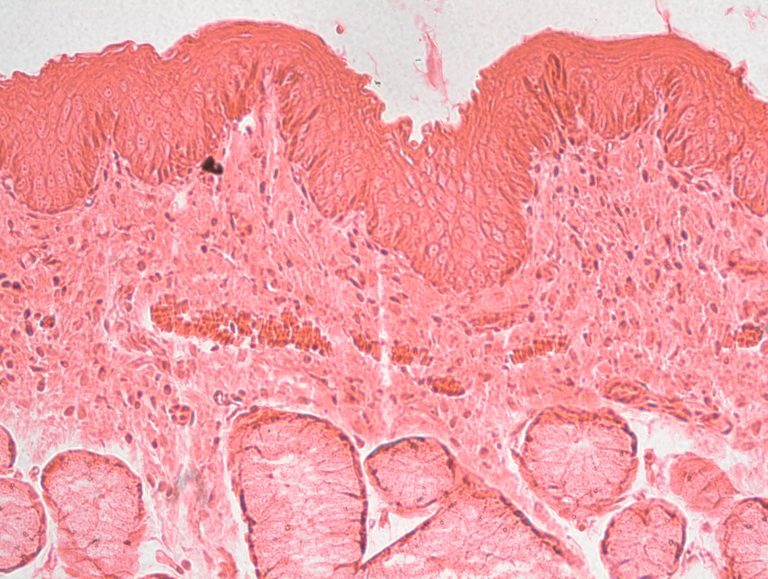 Esôfago | Atlas Virtual de Histologia