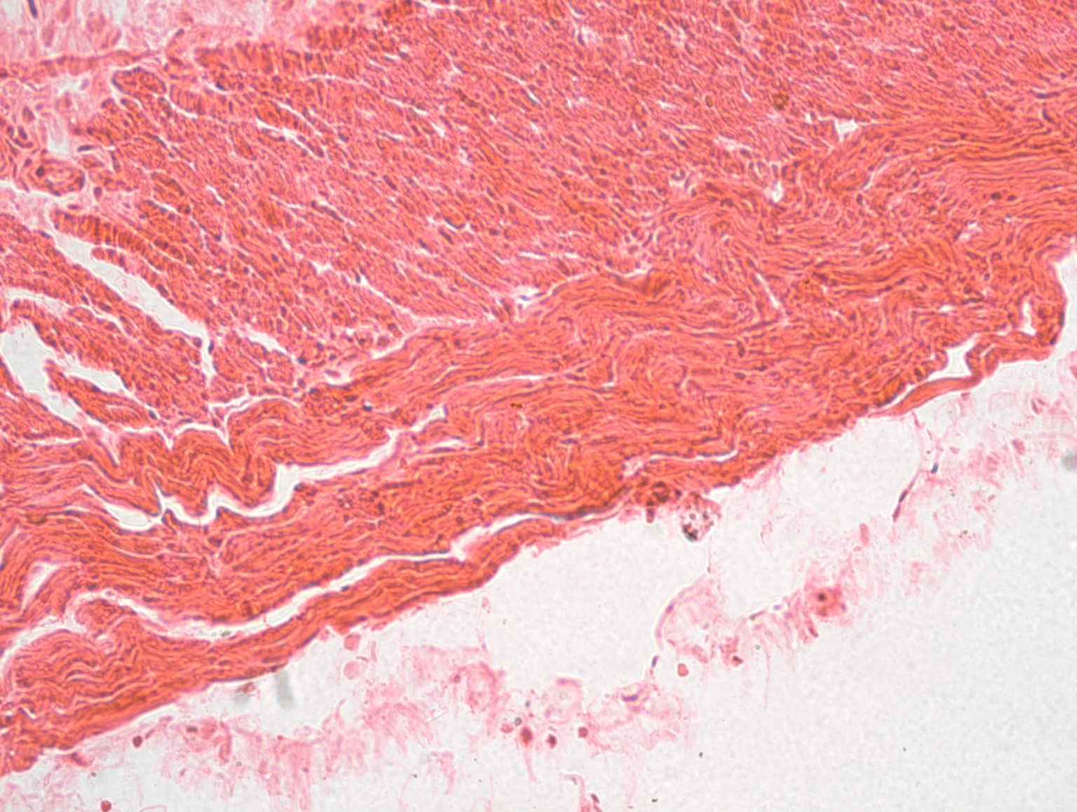 Esôfago | Atlas Virtual de Histologia