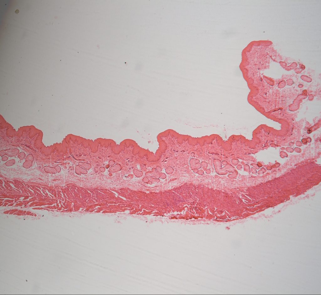 Esôfago | Atlas Virtual de Histologia