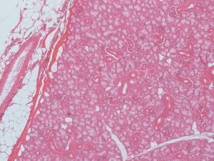 Glândula Sublingual | Atlas Virtual de Histologia