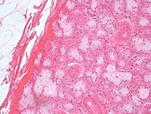Glândula Sublingual | Atlas Virtual de Histologia