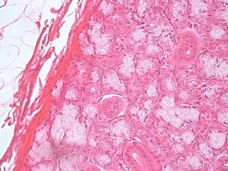 Glândula Sublingual | Atlas Virtual de Histologia
