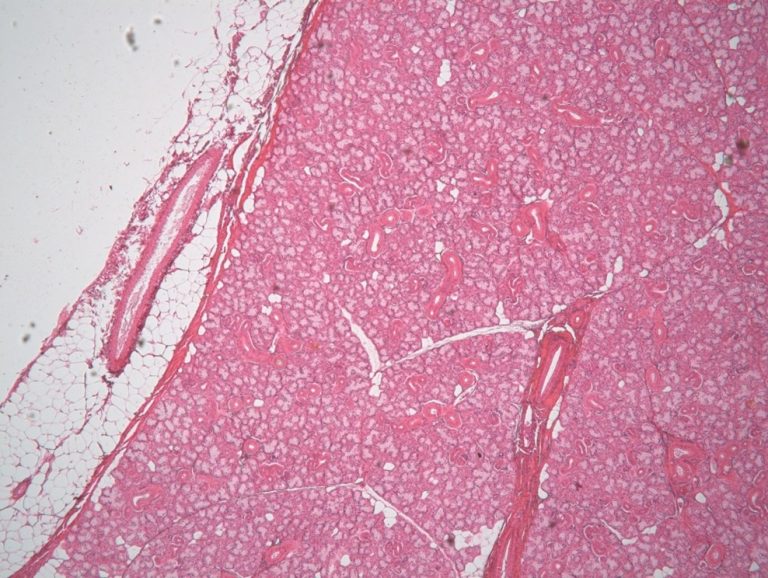 Glândula Sublingual | Atlas Virtual de Histologia