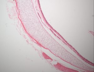 Traqueia | Atlas Virtual de Histologia