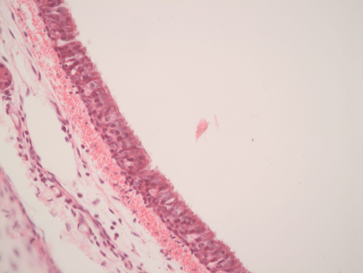 Traqueia | Atlas Virtual de Histologia