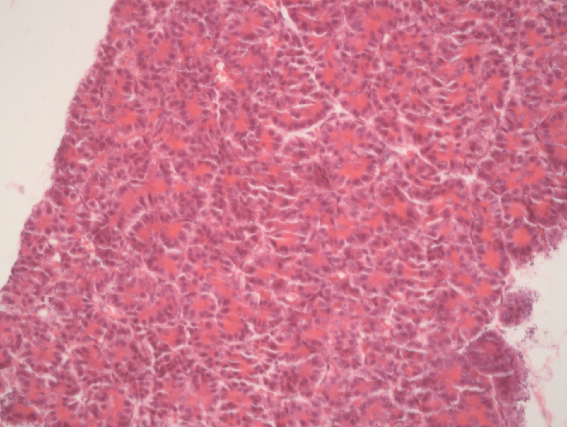 Pâncreas | Atlas Virtual de Histologia