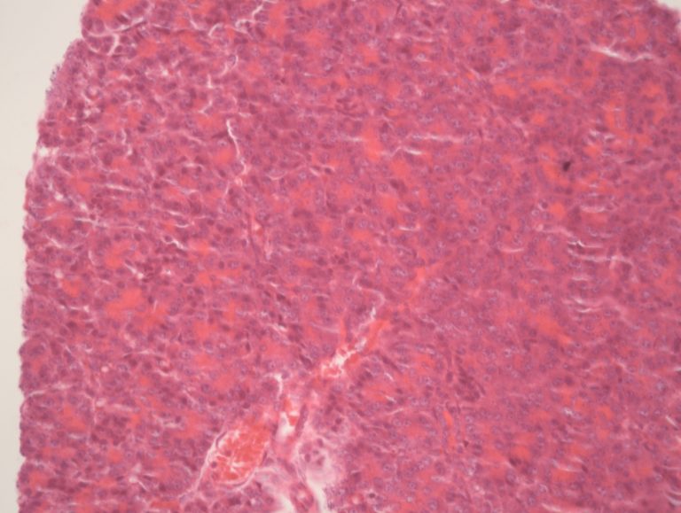 Pâncreas | Atlas Virtual de Histologia