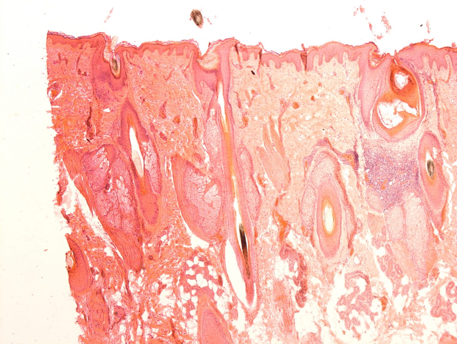 Pele | Atlas Virtual de Histologia